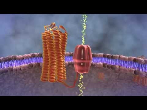 What is parathyroid hormone (PTH)? | CENTER for Advanced Parathyroid Surgery