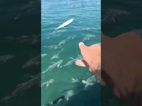 Feeding MONSTER Fishπ€―