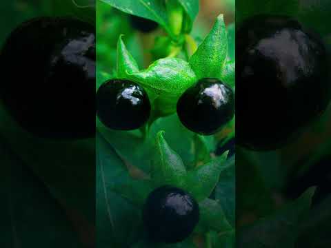 WHICH PLANT'S SWEET BERRIES HIDE A DEADLY SECRET?