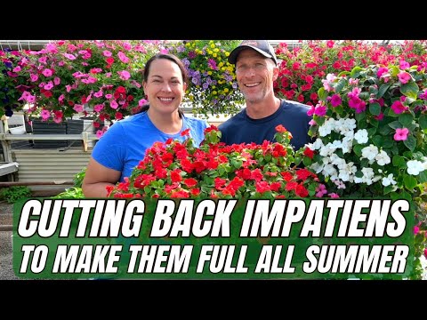 Cutting Back Impatiens to Make Them FULL All Summer