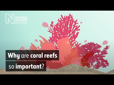 Why are coral reefs so important?
