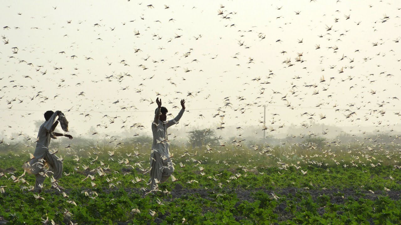 The Climate Threat: Opportunities and Challenges in Pakistan's Agriculture