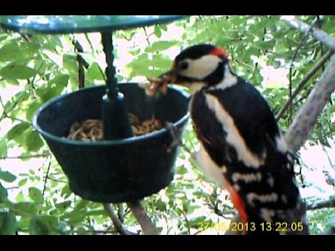 Our Friends of Garden - Wild Birds (Parent Birds and Fledgling) - Wildvögel (Vogeleltern und Küken)