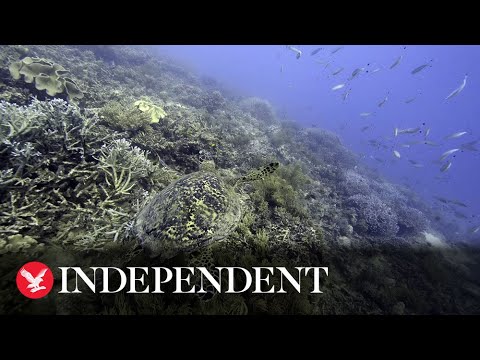 Ocean treaty: What is the historic UN agreement? | Transition Studies