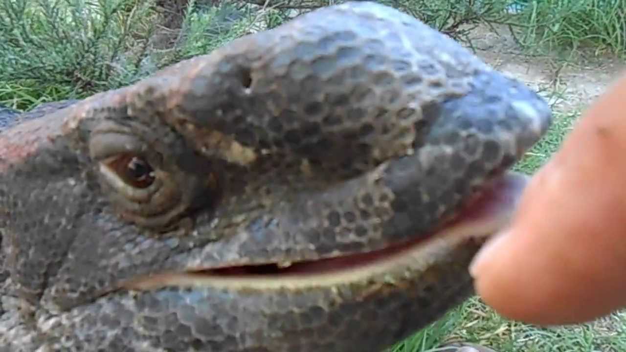 Giant Monitor Lizard Trys To Bite Hand!!!