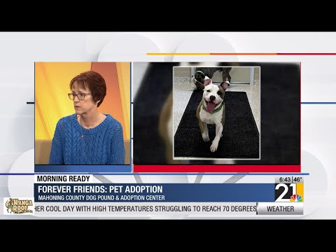 Forever Friends: Pet adoption