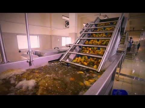 Mango Pulp Processing Plant at Best Price in India