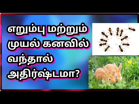 Ant & Rabbit dream meaning in tamil || kanavu palan in tamil || dream prediction in tamil