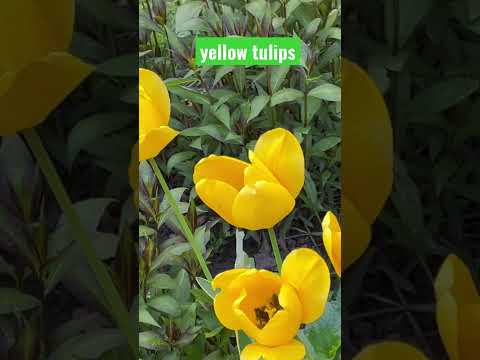 What does a yellow tulip symbolize #shorts #viral #youtubeshorts #flowers #happy