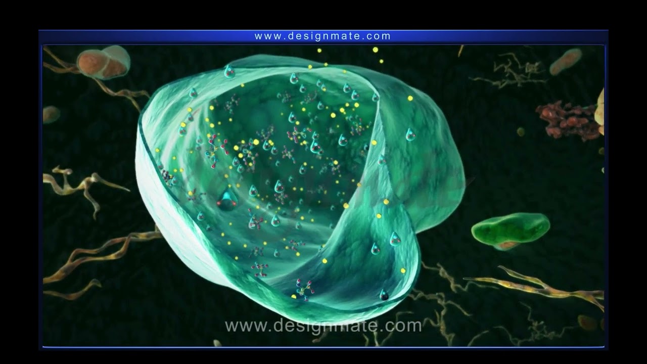 Cell wall and vacuoles