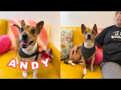 Dog for adoption - Andy You Got A Friend In Me, a Chihuahua & Jack ...