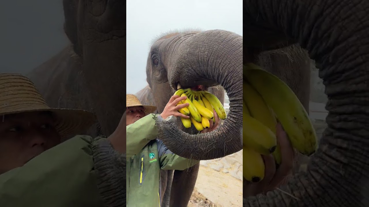 Record the life moments of elephants. Elephants eat bread. Wonderful animals.