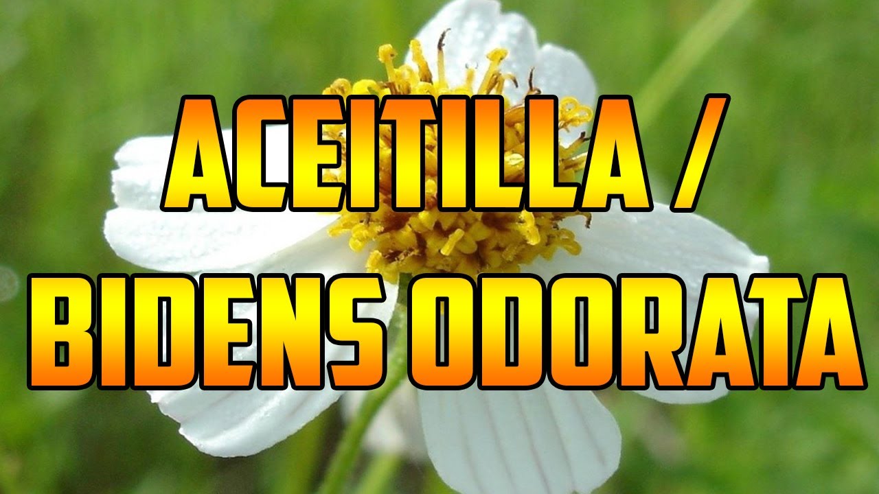 WHAT IS IT FOR? 🌿 OLIVE OIL 🌿 BENEFITS 🌿 Bidens odorata 🌿 PROPERTIES AND MEDICINAL USES 🌿 ANTIOXI...