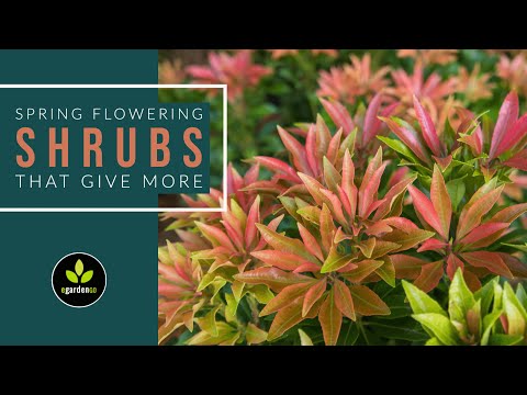 Spring Flowering Shrubs That Give More