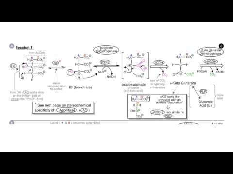 Respiration: TCA Cycle