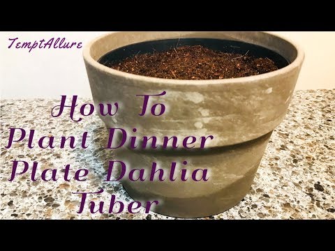 diy| How to plant dinner plate dahlia tuber