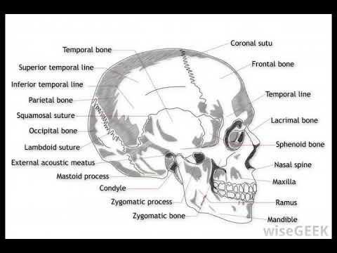 What Is the Mandibular Condyle