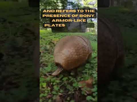 armadillo bullet proof shell #facts #animals #armadillo