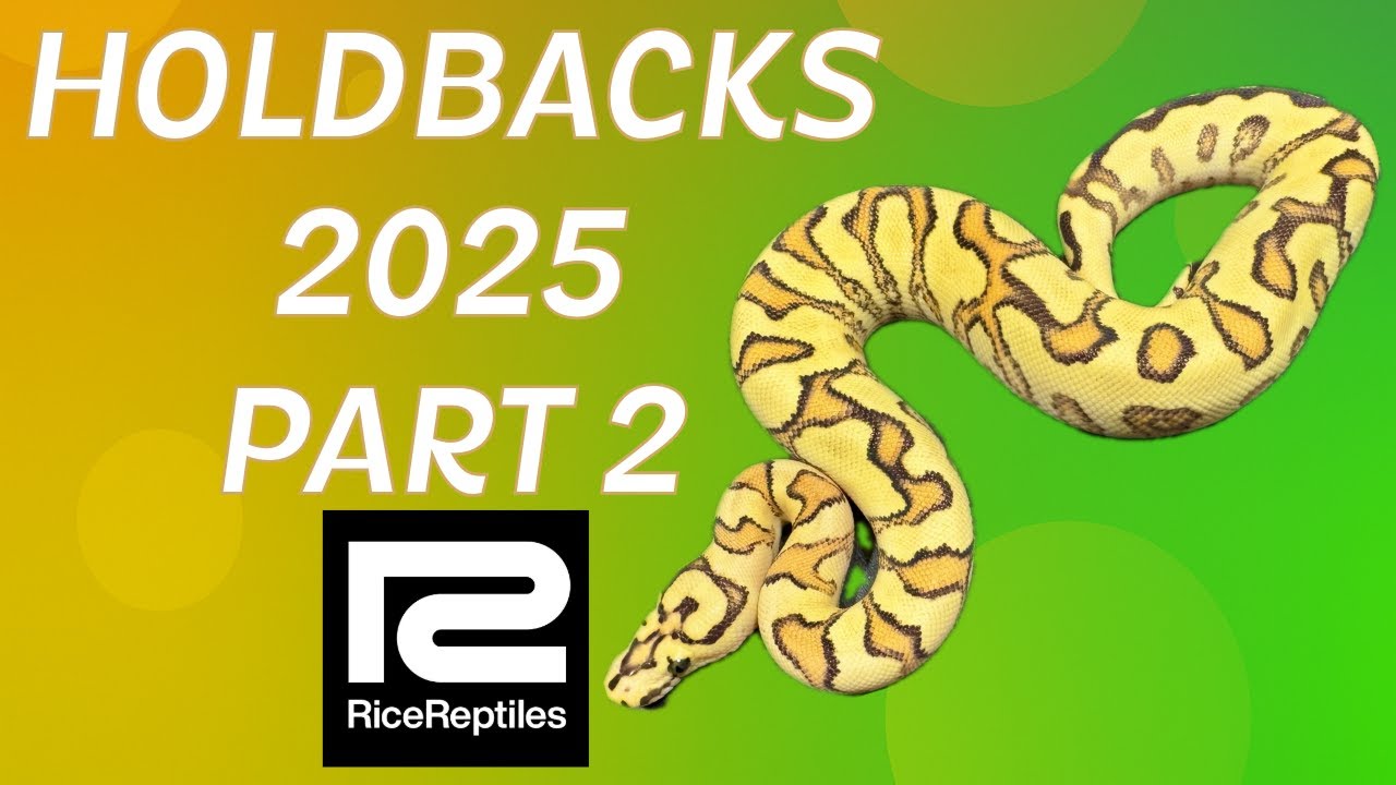 Holdbacks 2025 Part 2