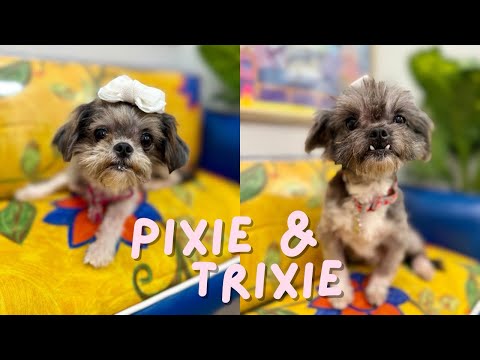 Dog for adoption - Pixie Russell, a Pekingese & Yorkshire Terrier Mix ...
