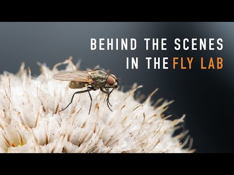 Research – Anna C Vinton, PhD