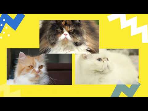 Top 10 Favorite Cats in the Philippines