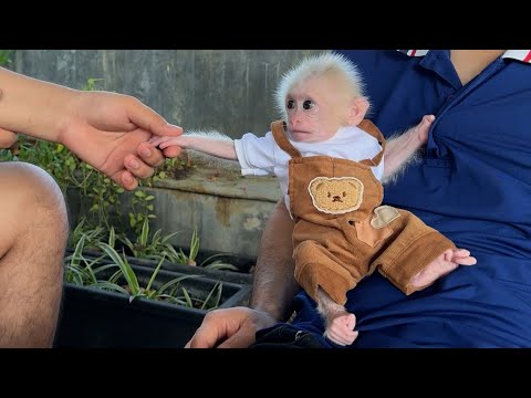 Baby monkey reaction when exposed to strangers.
