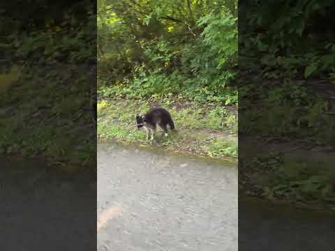 What kind of animal this is? Raccoon?