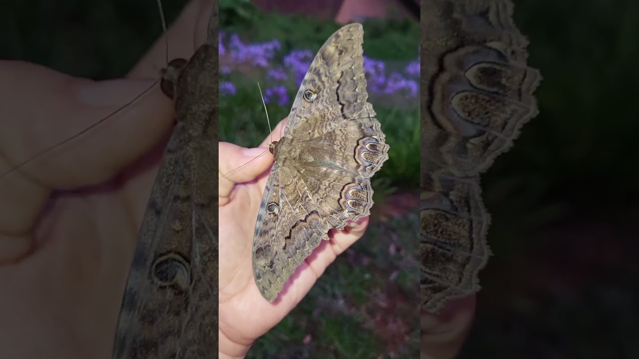 Large Black Witch Moth (Ascalapha odorata)