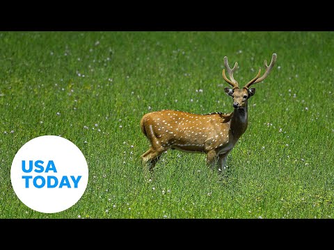 Permanent daylight saving time could save more deer lives, study says | USA TODAY