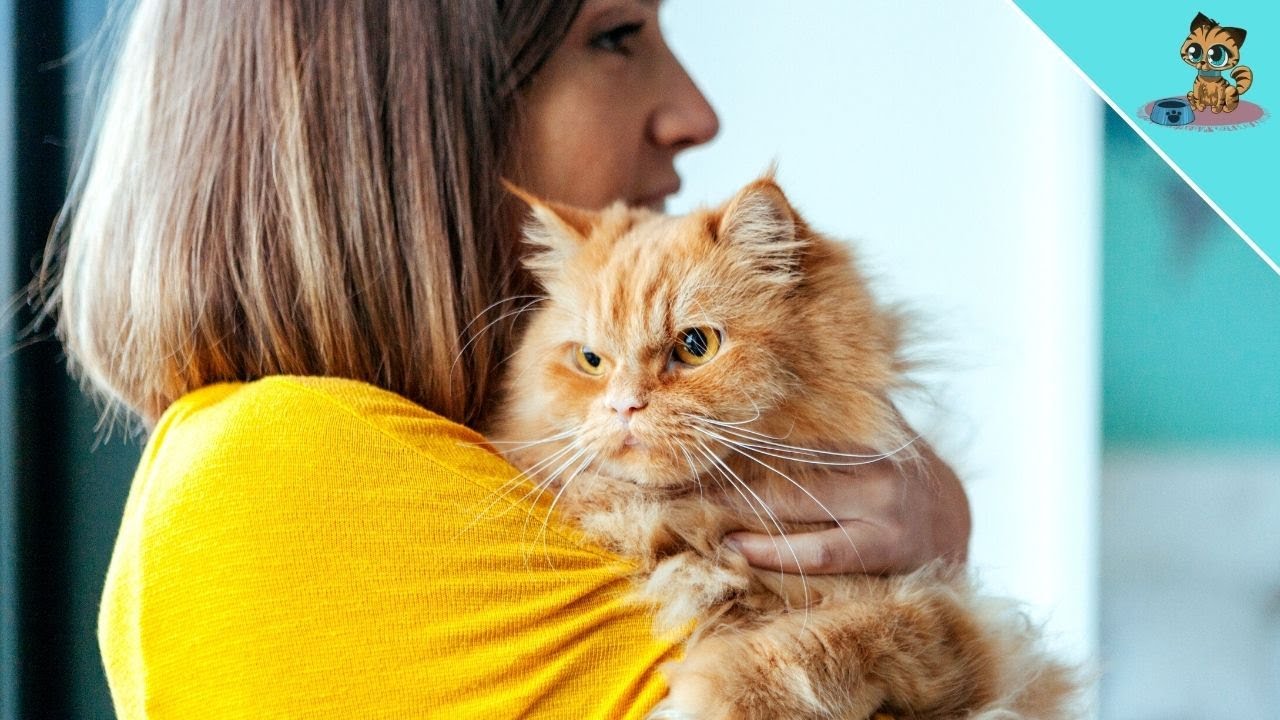 THAT'S WHY Your Cat Comes To You When You're CRYING!
