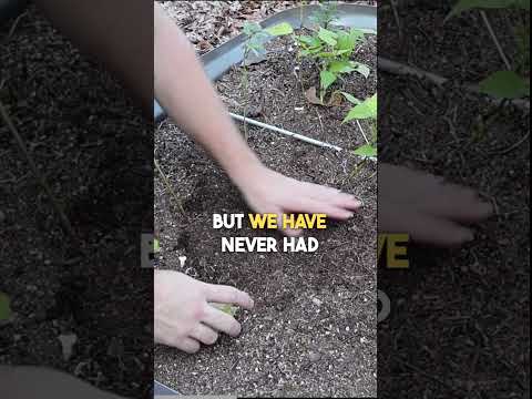 Zero-Cost Lettuce: How to Regrow Romaine from Kitchen Scraps