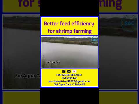 better feed efficiency for shrimp farming #shrimpfarming #aquaculture #vannamei_culture_process