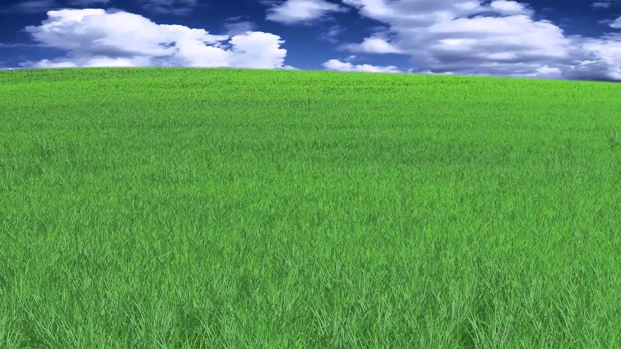 Natural Beautiful Grass Animation