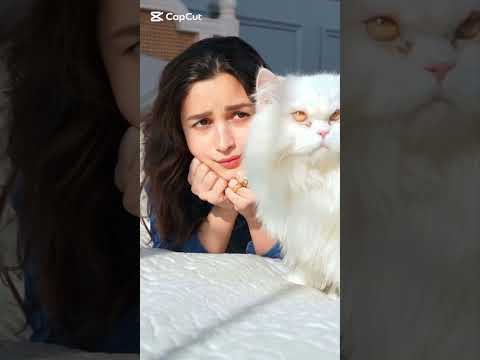 alia bhat cute moments with cat 🐱 #bollywood #trending #trendingshorts #aliabhat