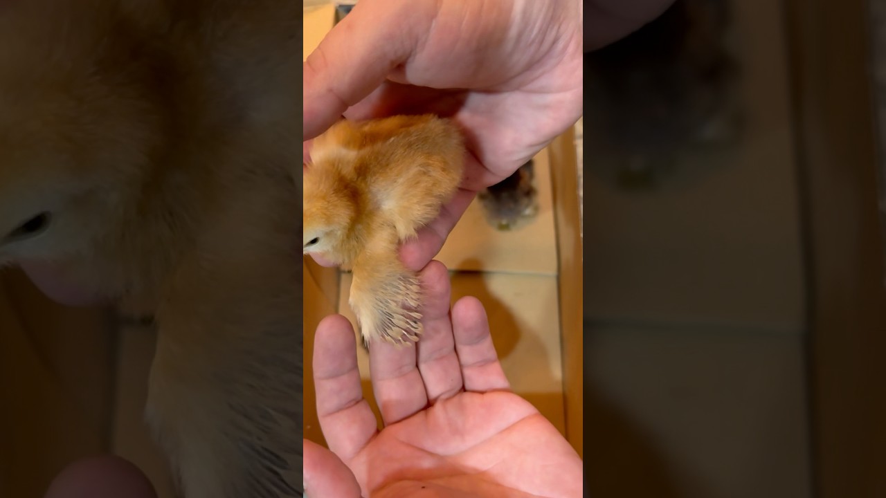 Is it a hen or a rooster? How to tell the difference. #backyardchickenfarmer #feathersexing #fyp