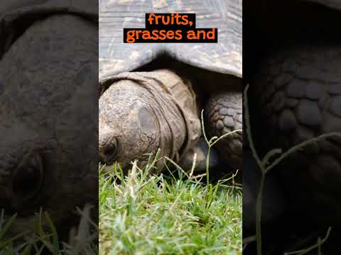 The Lifespan of a Giant Tortoise | The Wild Animal Facts