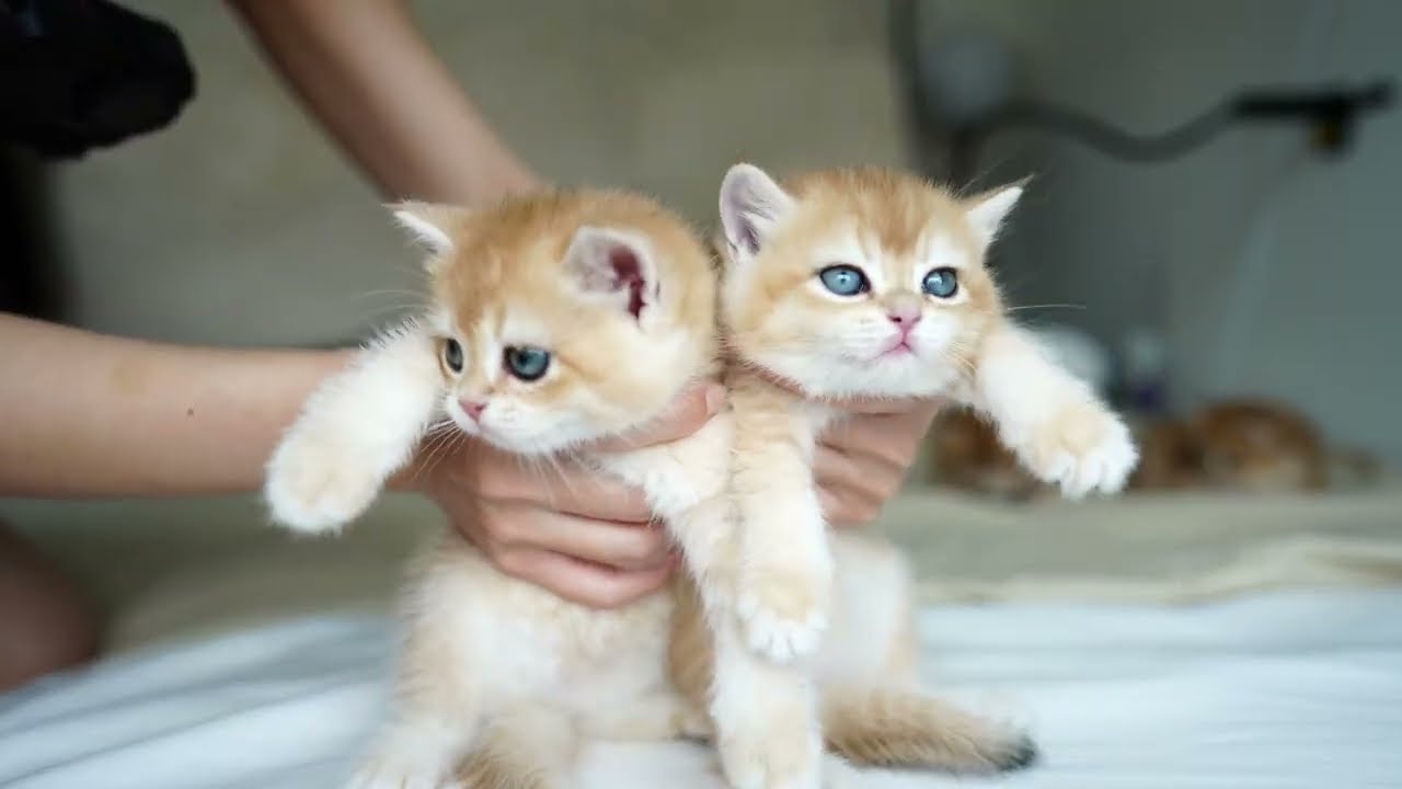 The Kitty Dance Group