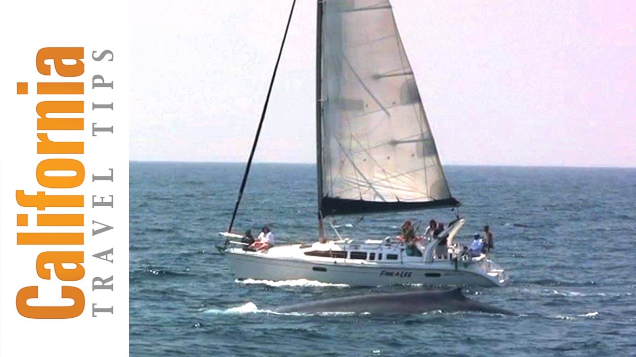 California Whale Watching Tours | Orange County | California Travel Tips