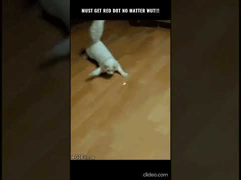 Weird cat Gifs I found pt 1