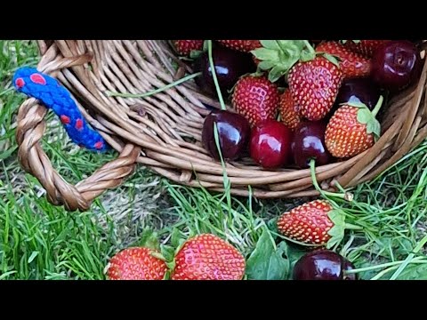 Fruit Picking Cherry Season