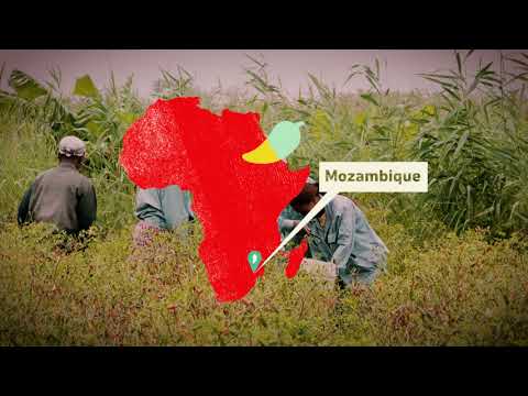 This is PERi-PERi | Mozambique | Intro | Nando's Canada