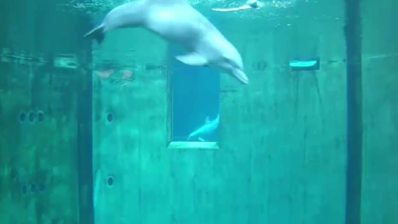 Squirt footage compilation 