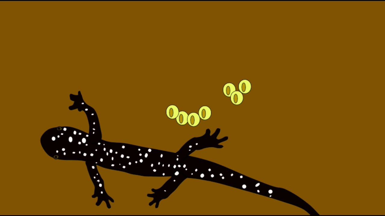 SALAMANDER FAMILY PLETHODONTIDAE