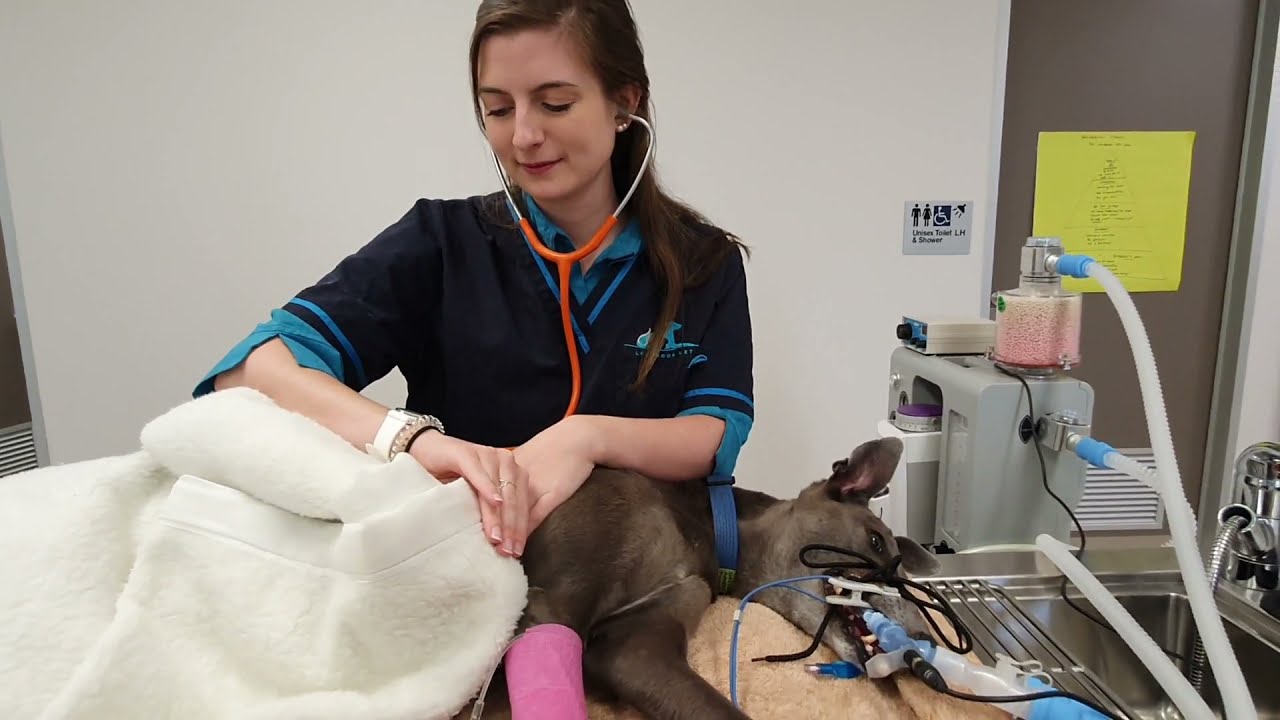 What happens when your pet stays for a surgical procedure?
