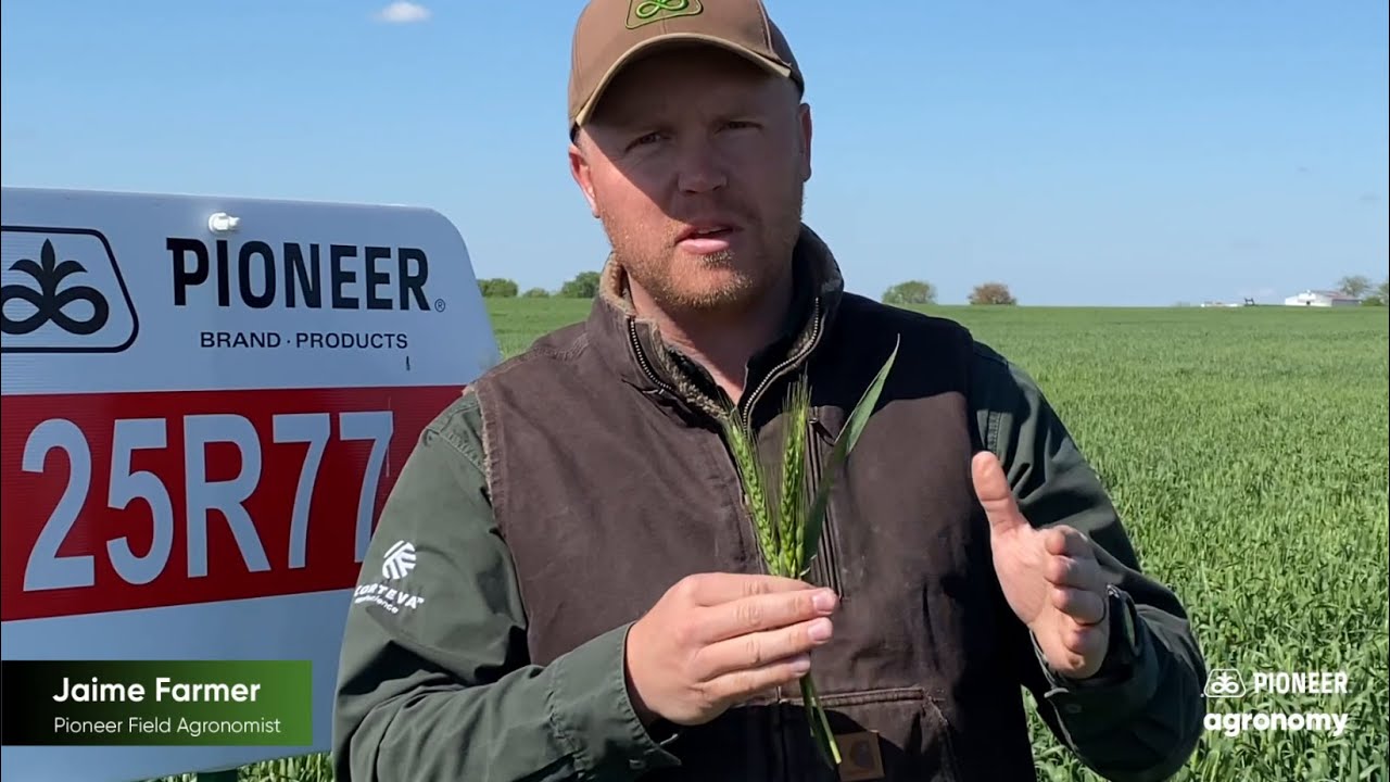 Wheat Fungicide Timing for Head Scab