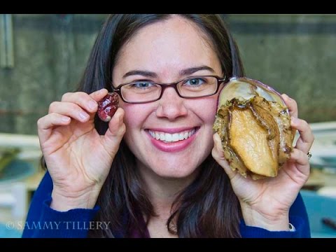 White Abalone Presented by Dr. Kristin Aquilino
