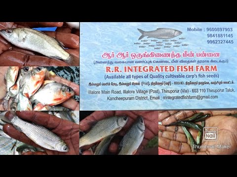 Rupchanda Fish Seed - Wholesale Price & Mandi Rate for Rupchanda seed ...