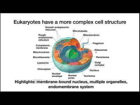Microbial Cell Structure - Archaea Eukarya