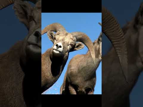 Animals Starting With B| Learn Animal Words That Start With Letters B #animals